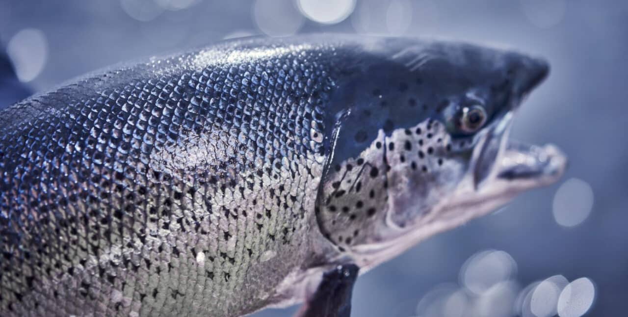 Our Salmon | Orkney Organic Salmon